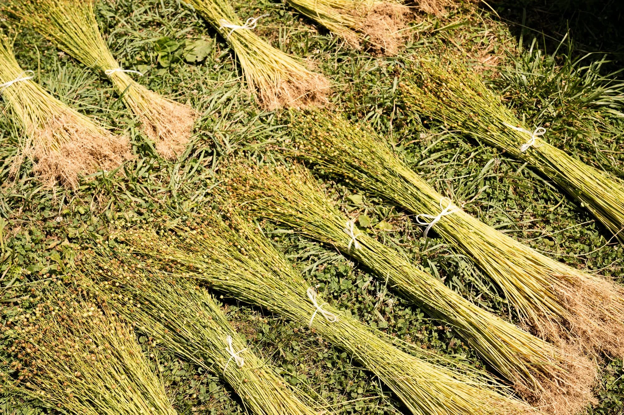 PA Flax Project