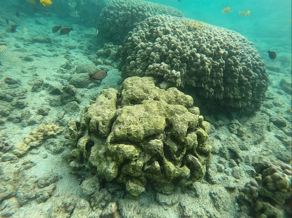 Jump in for a virtual coral tour of Kahaluʻu Bay on the Kona Coast of ...