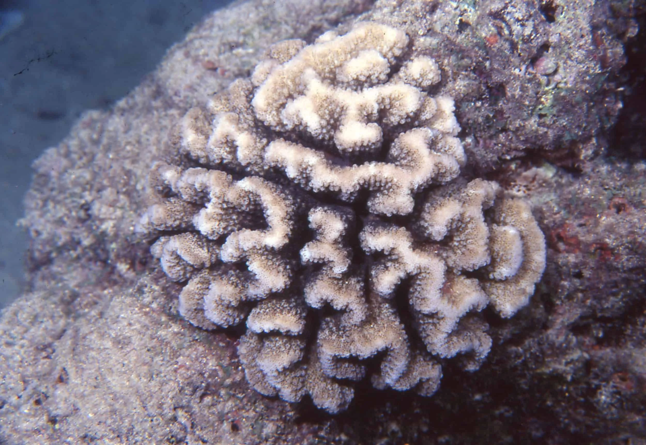 What is Cauliflower Coral? Cauliflower coral, Pocillopora meandrina, is ...