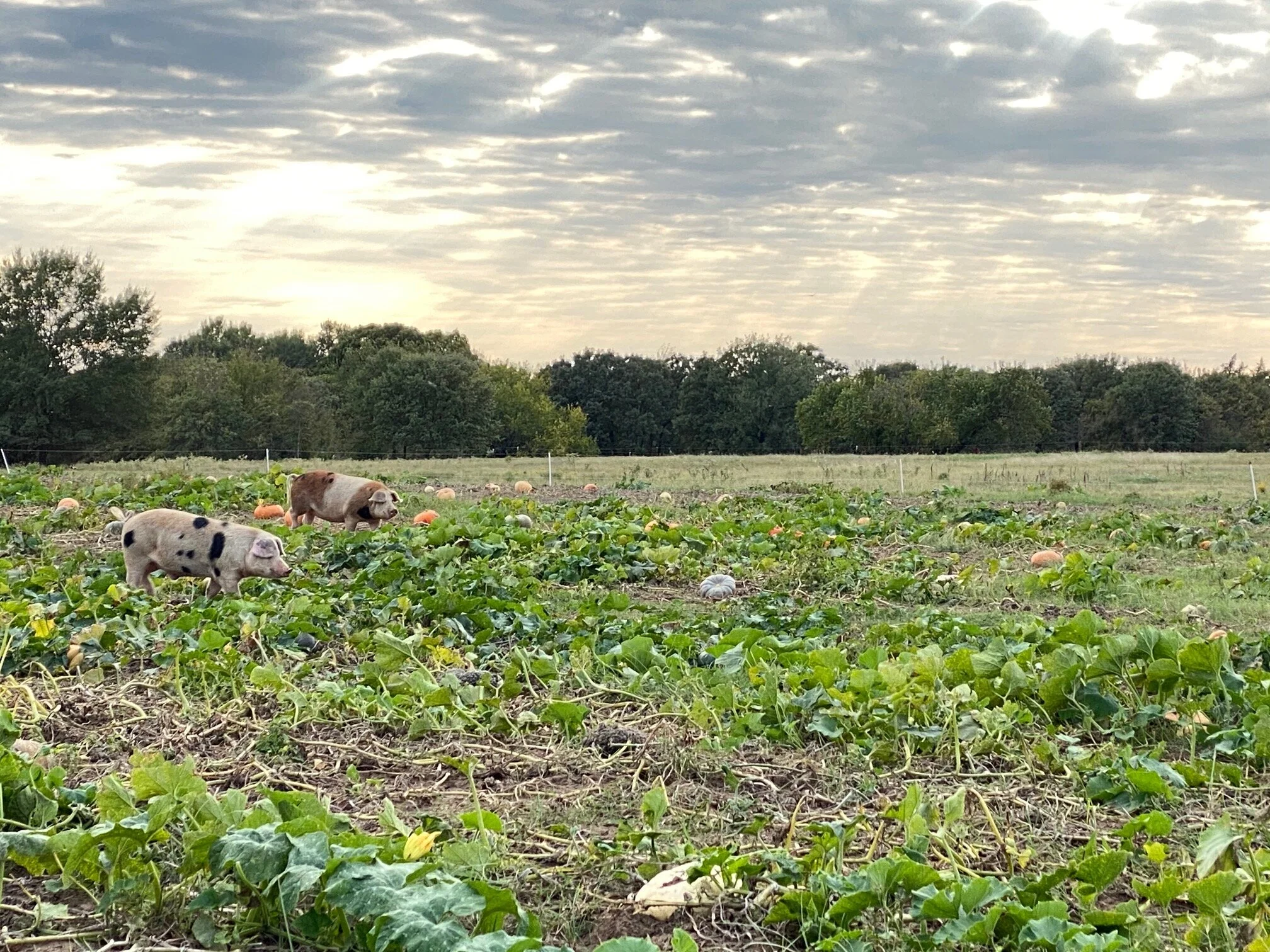 About — Freedom Acres Farm