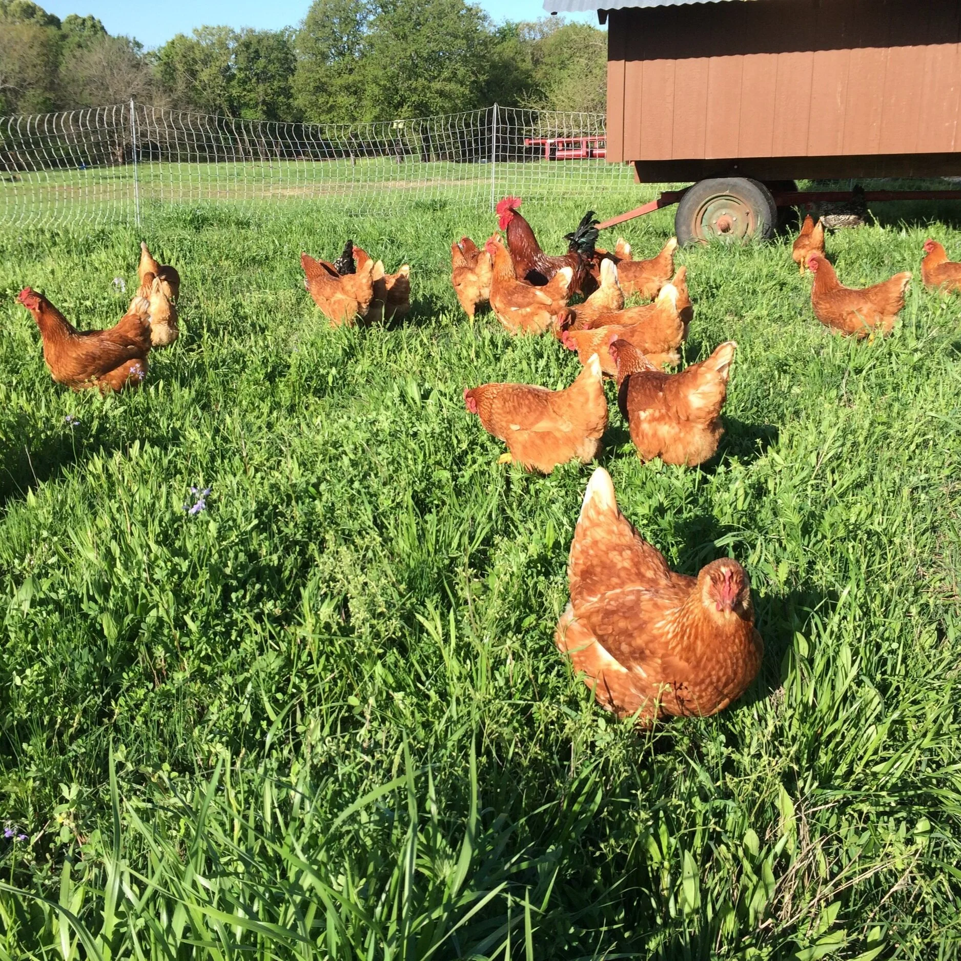 Freedom Acres Farm