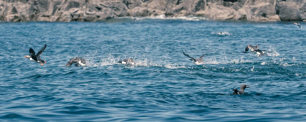 Contact Us | Tiree Sea Tours | Isle of Tiree — Tiree Sea Tours