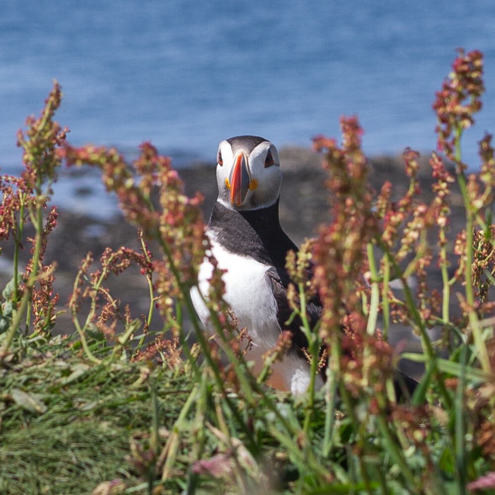 Boat Trips to Lung to see the Puffins | Tiree Sea Tours — Tiree Sea Tours