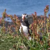 Tiree Sea Tours - Isle of Tiree - Scotland — Tiree Sea Tours
