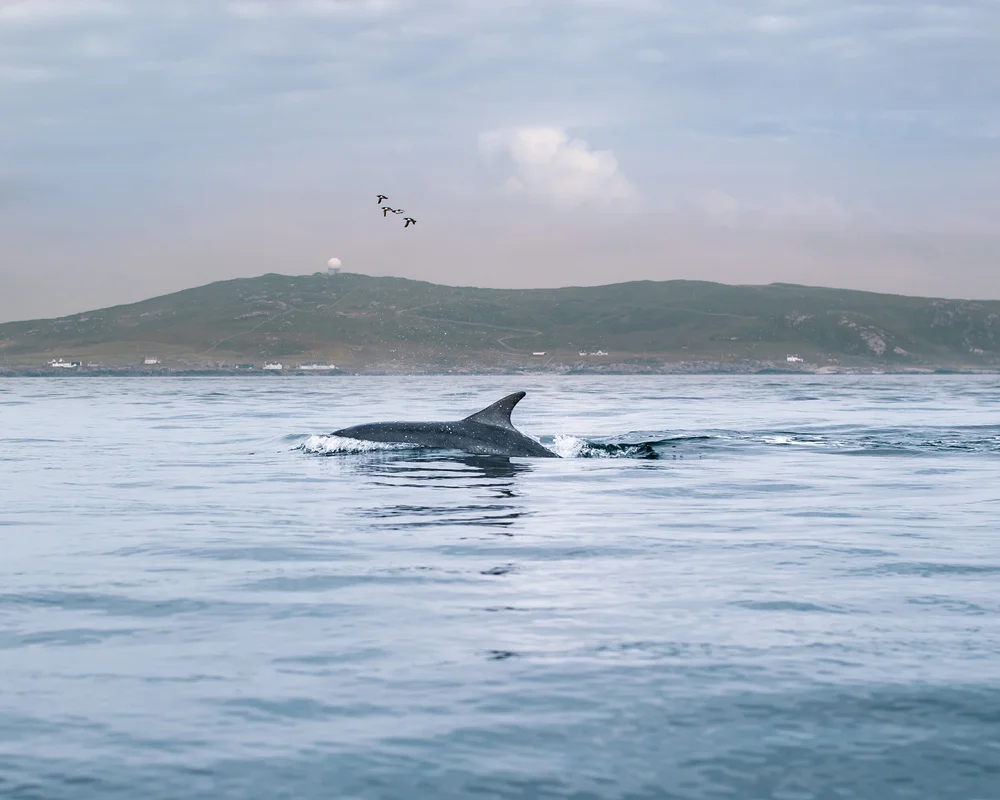 Charter A Boat | Tiree Sea Tours | Isle of Tiree, Argyll — Tiree Sea Tours