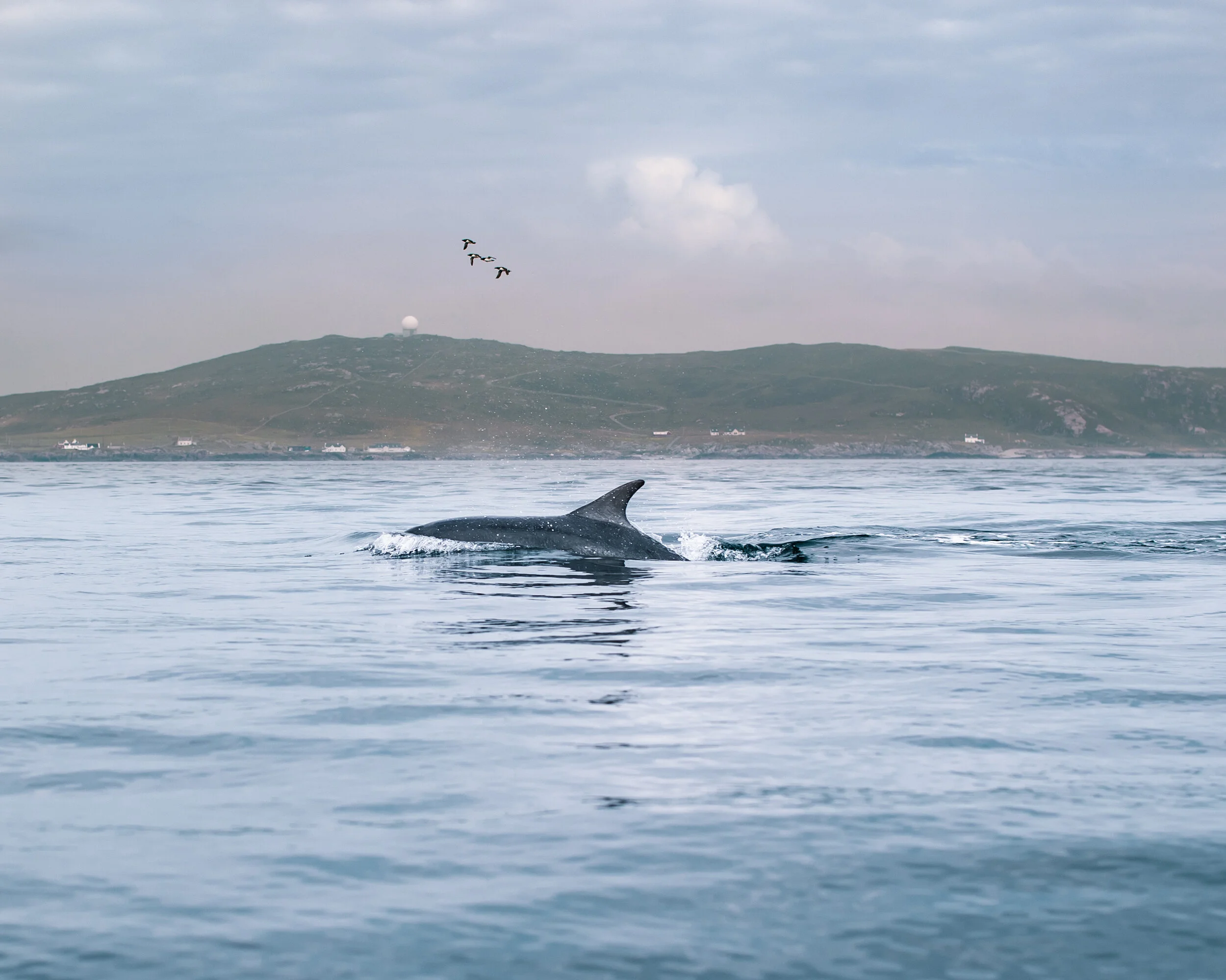 Tiree Sea Tours - Isle of Tiree - Scotland — Tiree Sea Tours