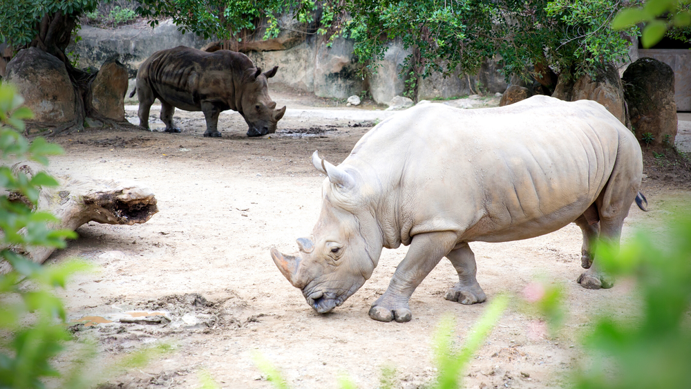 FAQ — Zoological Disaster Response, Rescue, And Recovery (ZDR3)