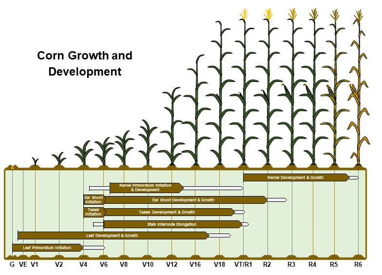 Corn — Cross Creek Ag Solutions