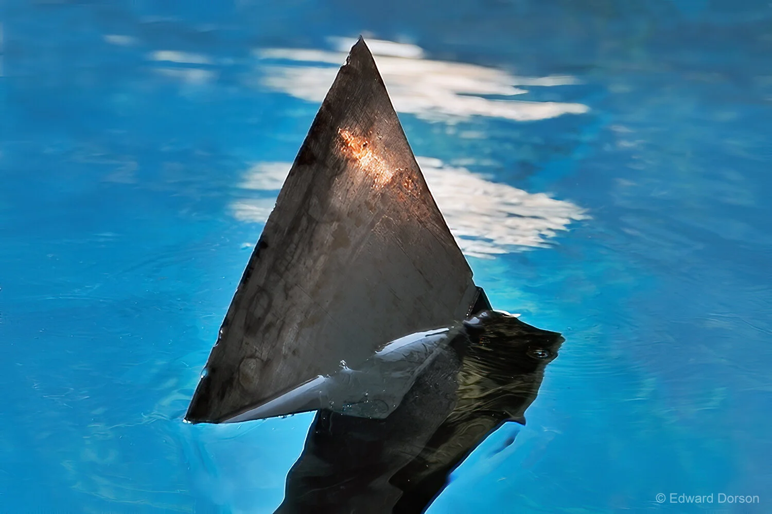 CONSERVATION — EDWARD DORSON | PHOTOGRAPHY