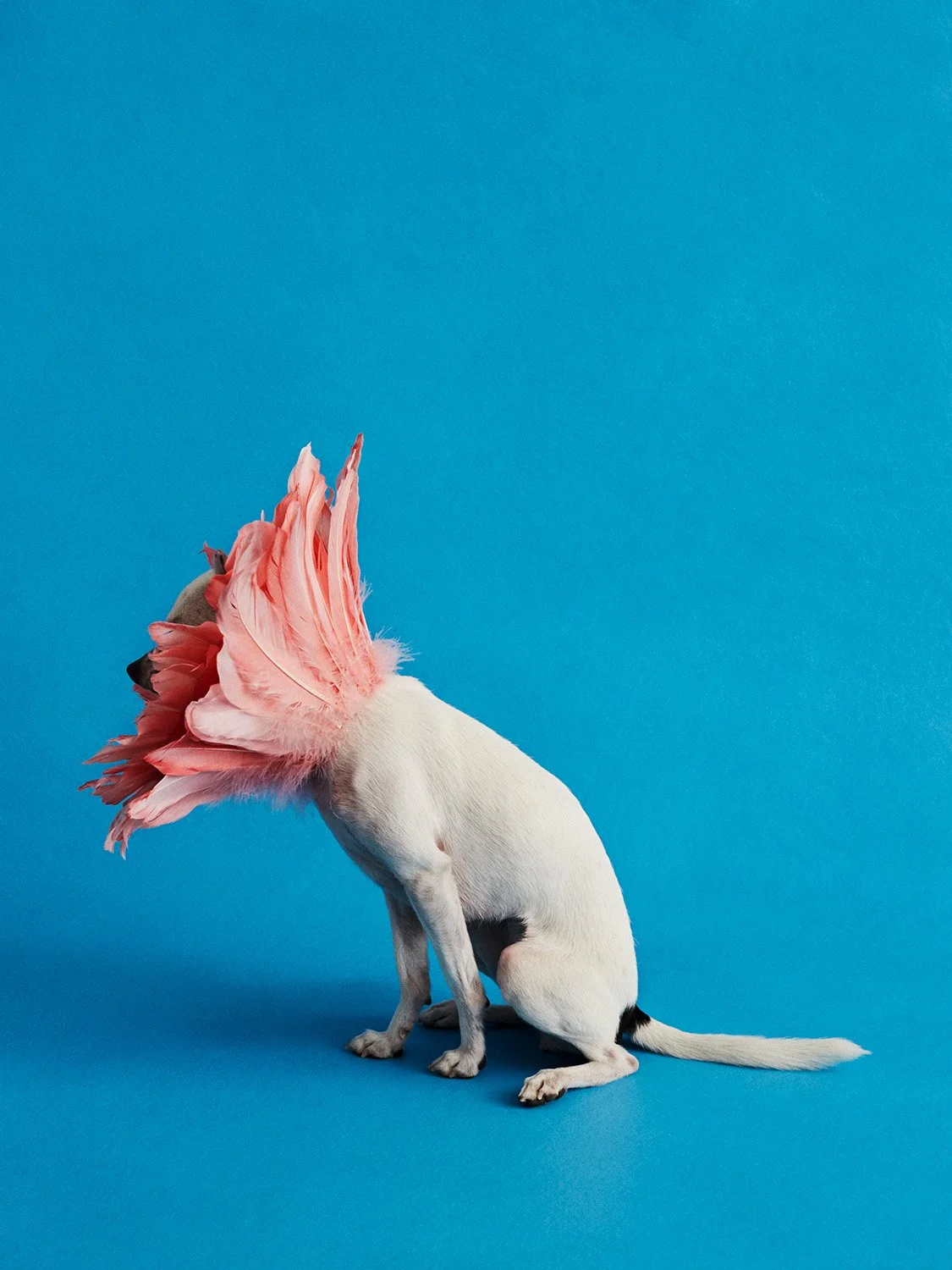 Cone of Shame — Winnie Au