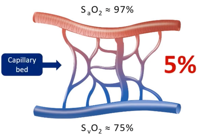 Oxygenation versus Perfusion in the circulatory system — Kent Imaging