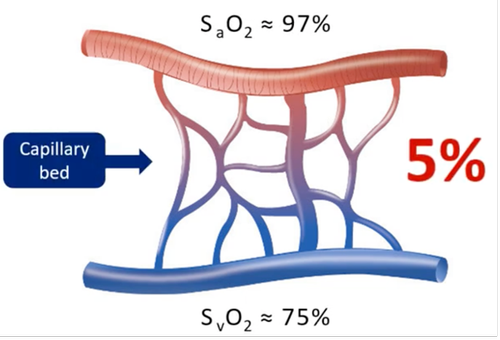 Oxygenation vs Perfusion — Kent Imaging