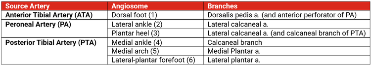 What are angiosomes and how do they impact lower leg wound healing ...