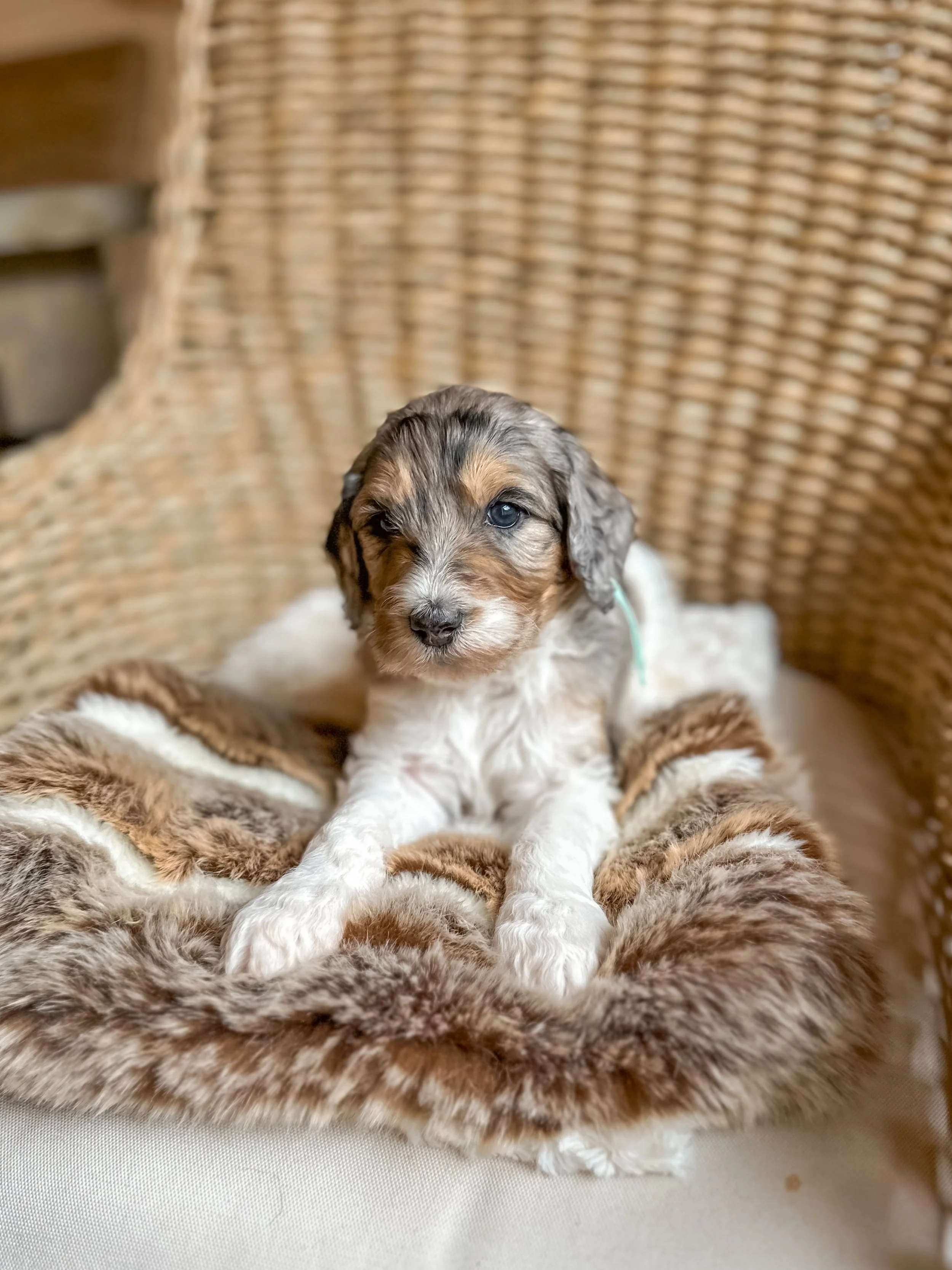 We are the best ethical doodle dog breeder near Atlanta, Georgia! We ...