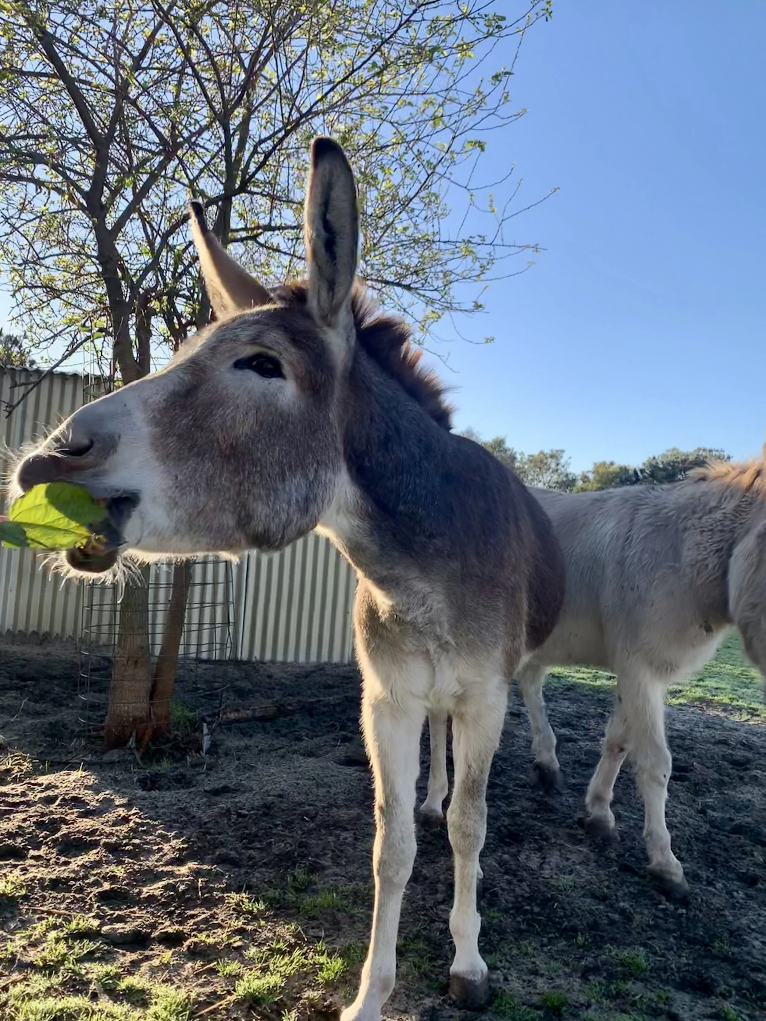 Animal Welfare — Landsdale Farm