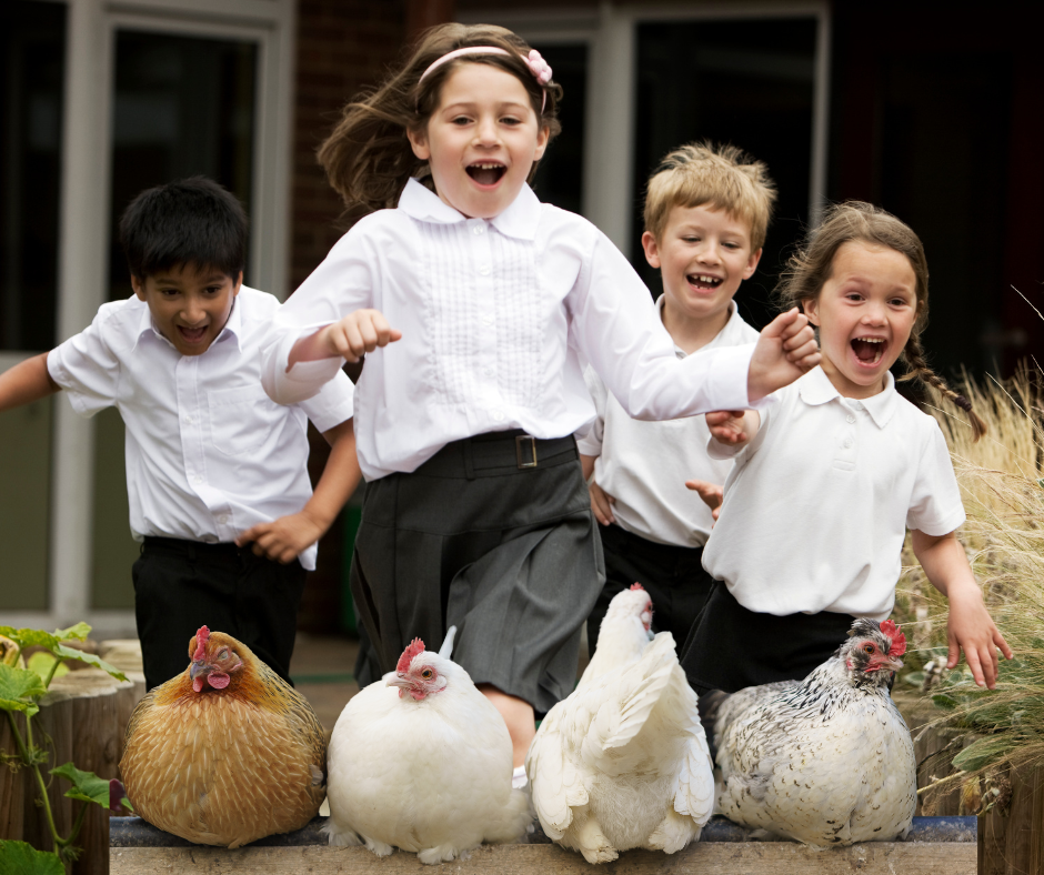 School Excursions — Landsdale Farm