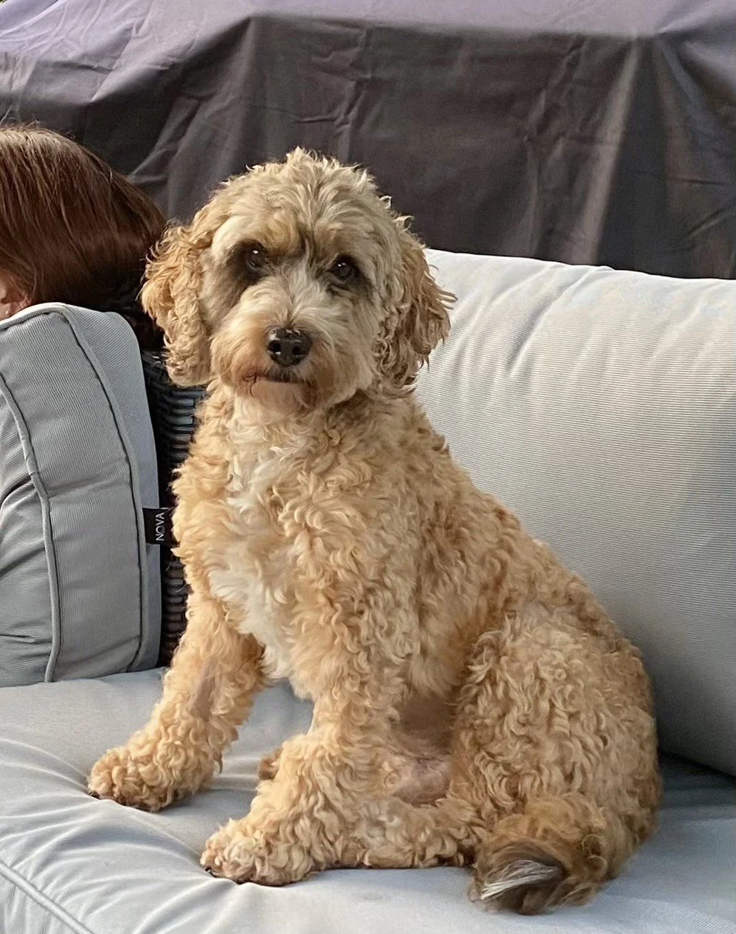 Grief after Pet Loss: Losing Coco — Authentically Emily