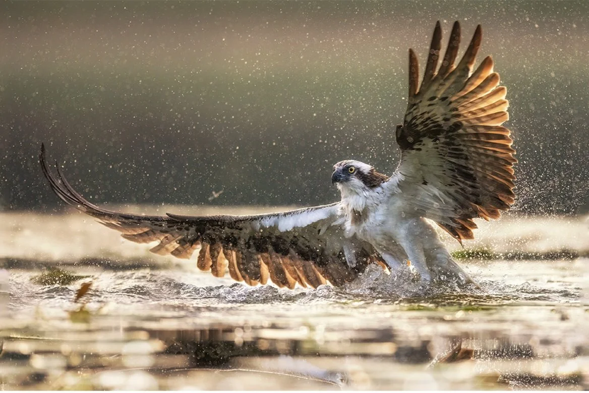 News & Events — Osprey Corporation