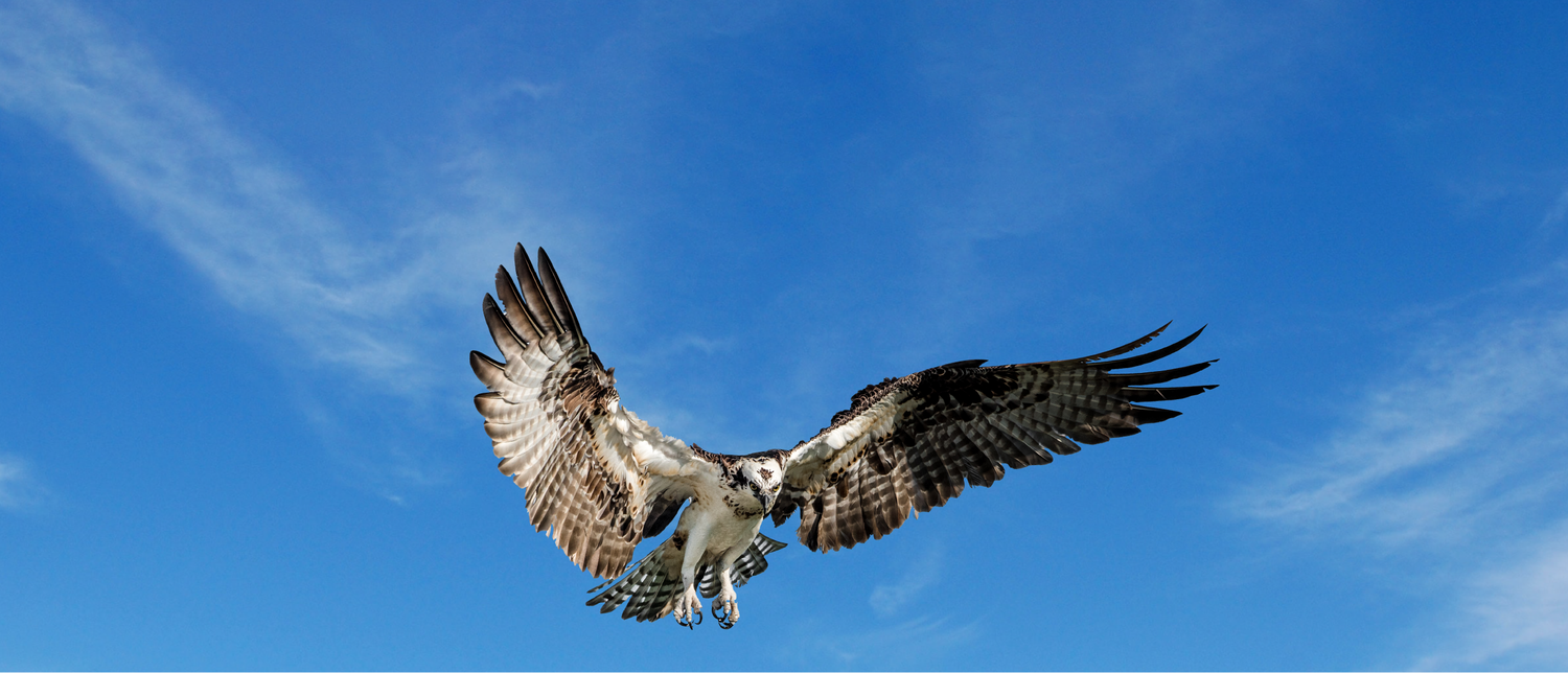 The Download — Osprey Corporation