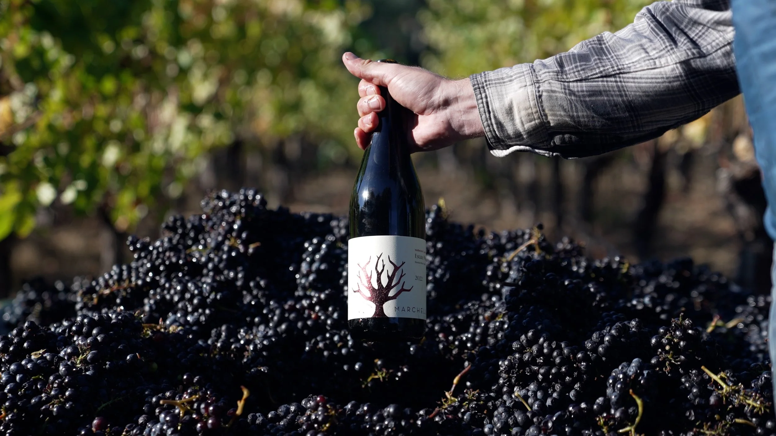 Marchelle Wines - Where Fog Becomes Poetry: The Soul of Russian River ...