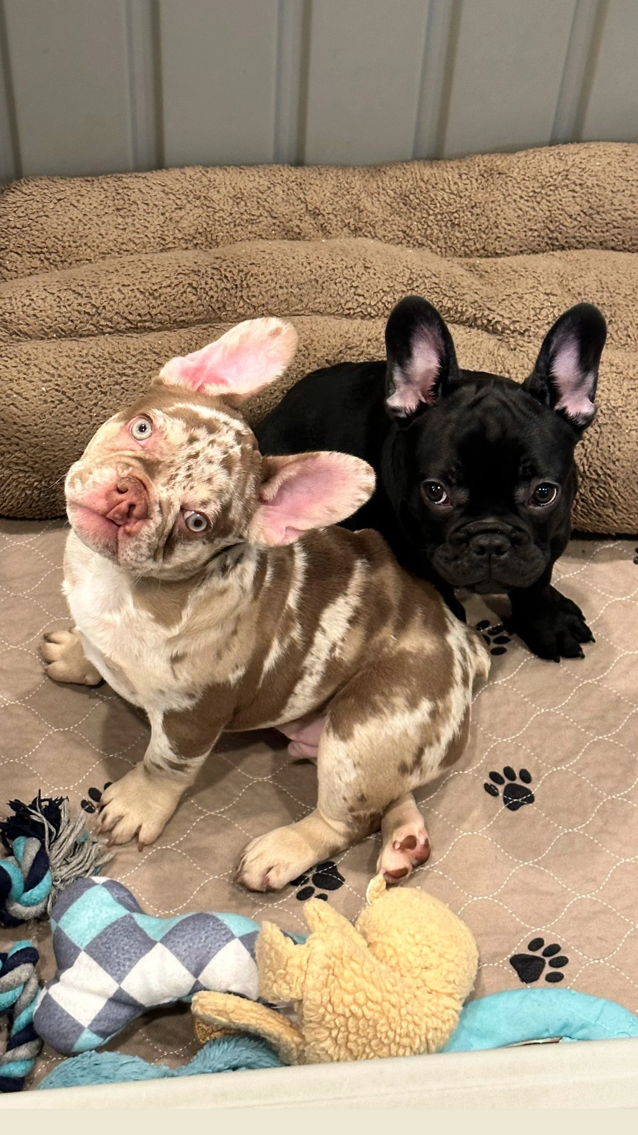 Best French Bulldog breeder in the Midwest-Chicago suburbs, Illinois