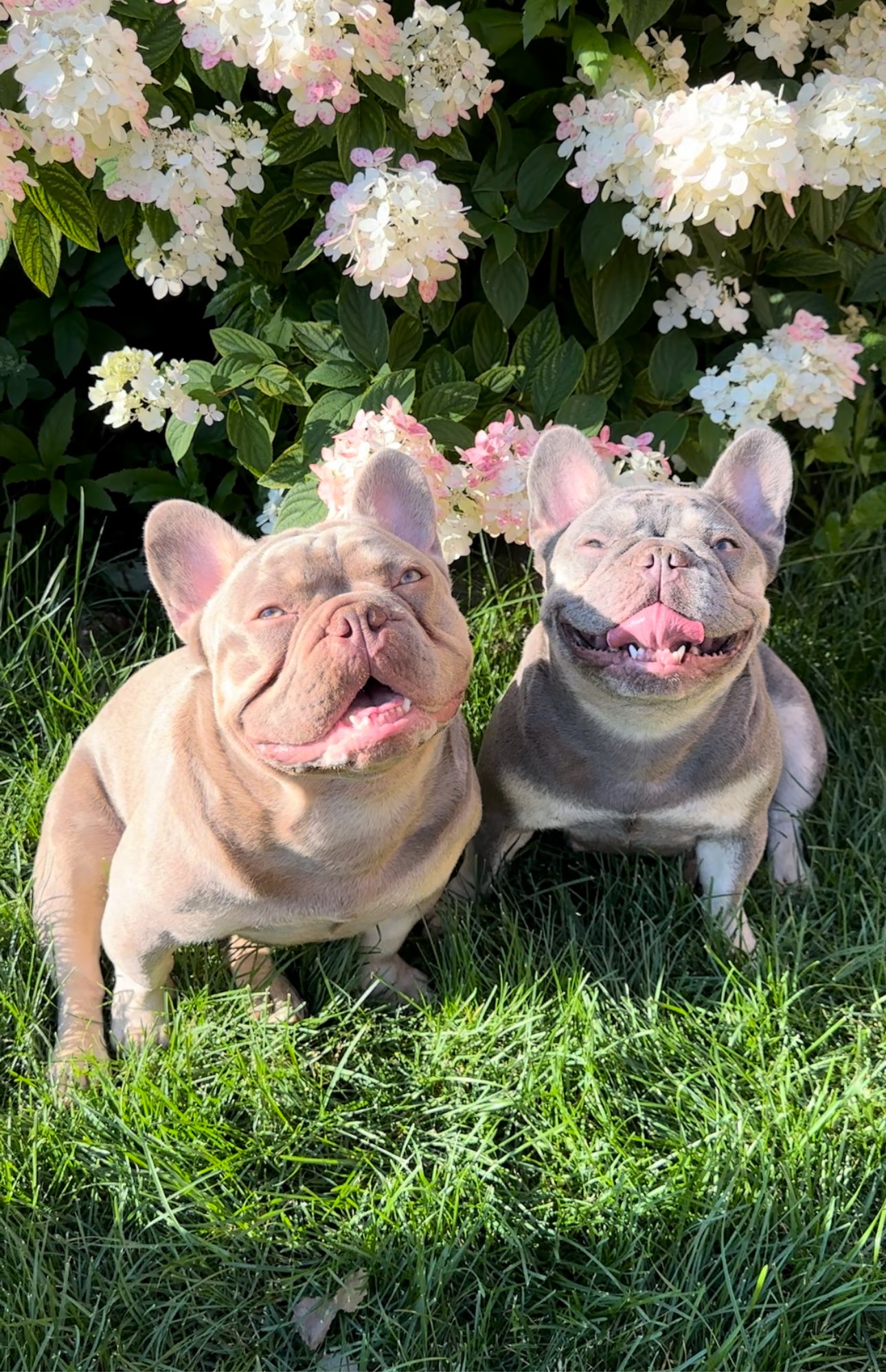 Best French Bulldog breeder in the Midwest-Chicago suburbs, Illinois