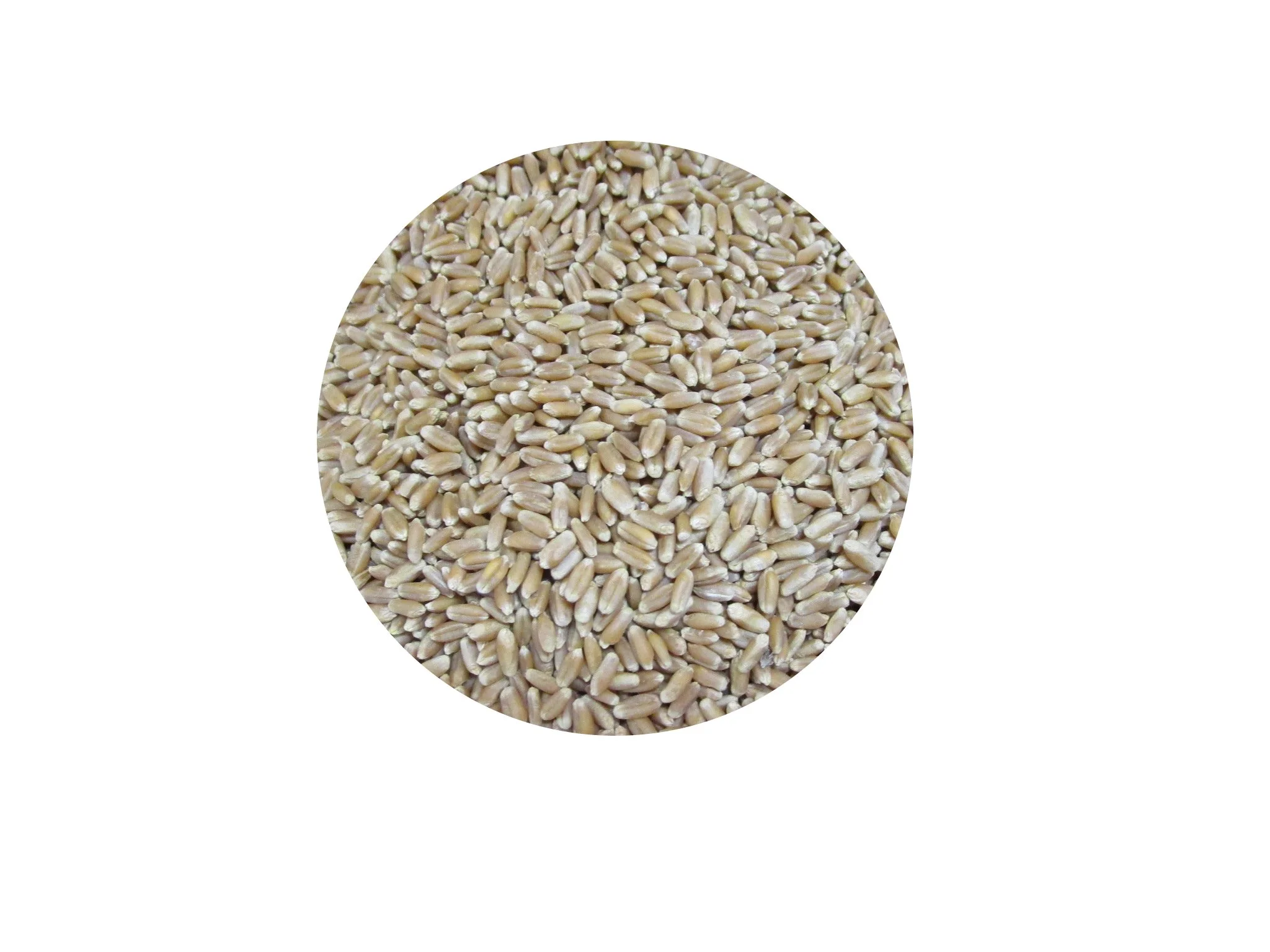 Our Wheat — Liberty Grains