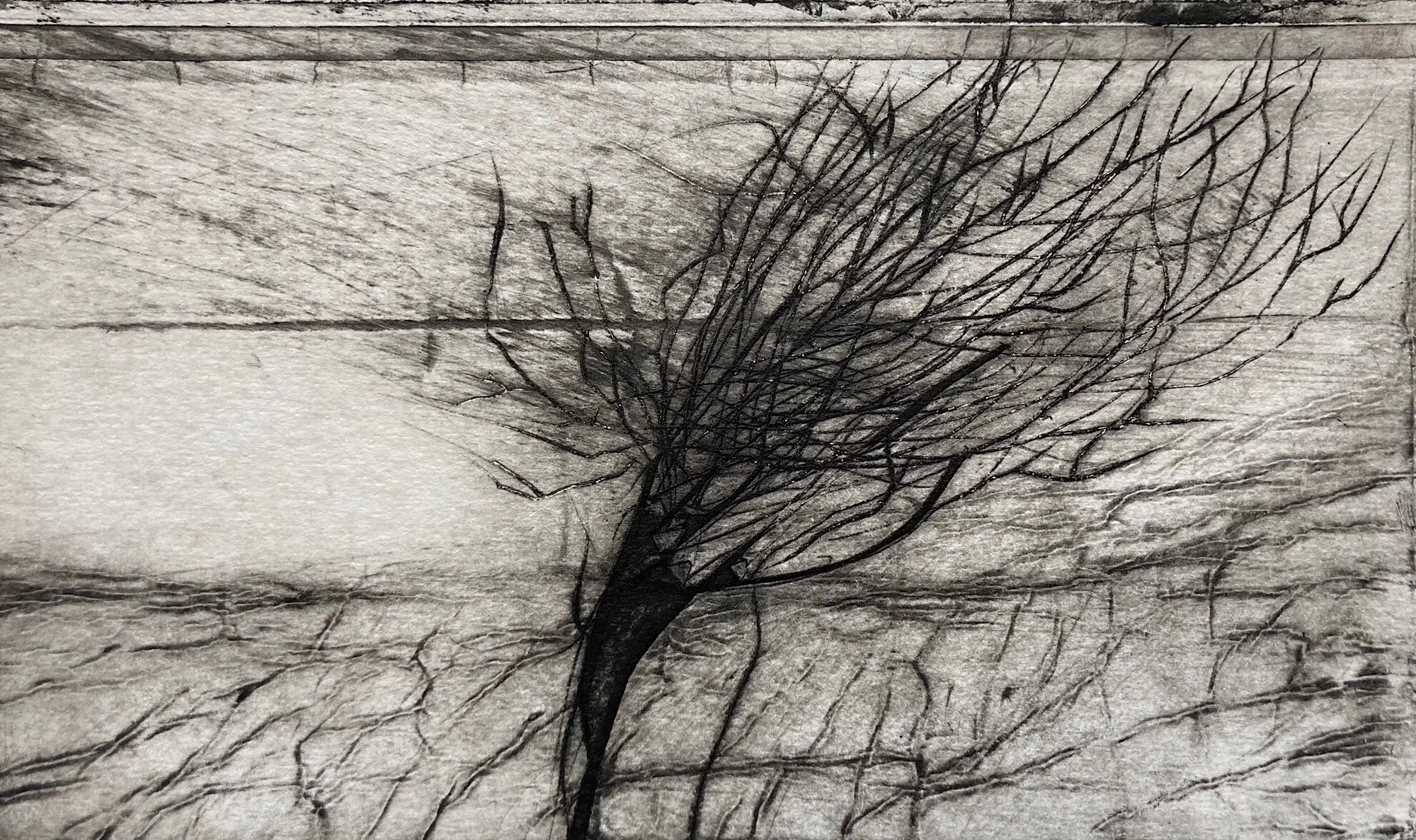 A series of creative workshops with artist Helen Ward in her studio in ...