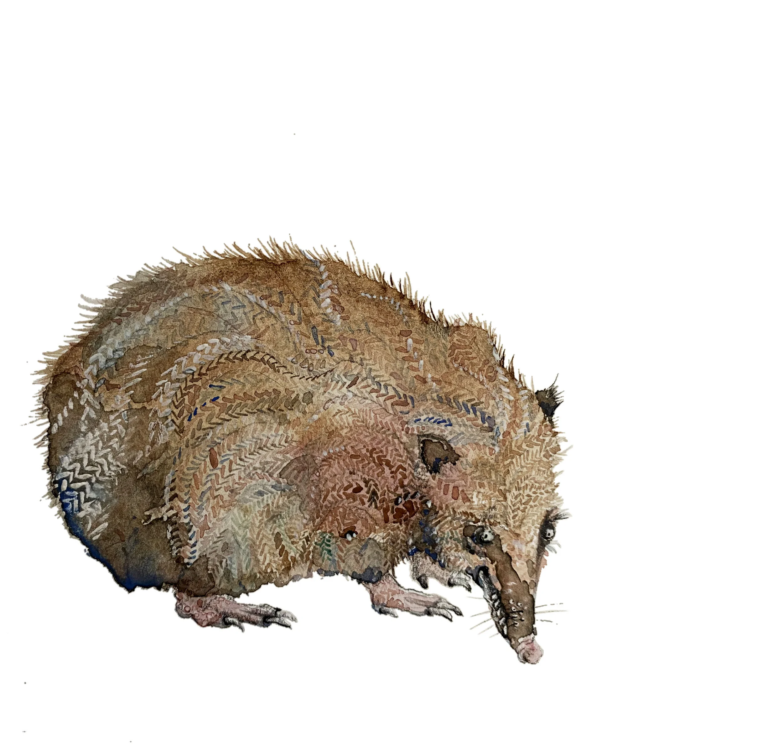 Tracy Bull : Illustration