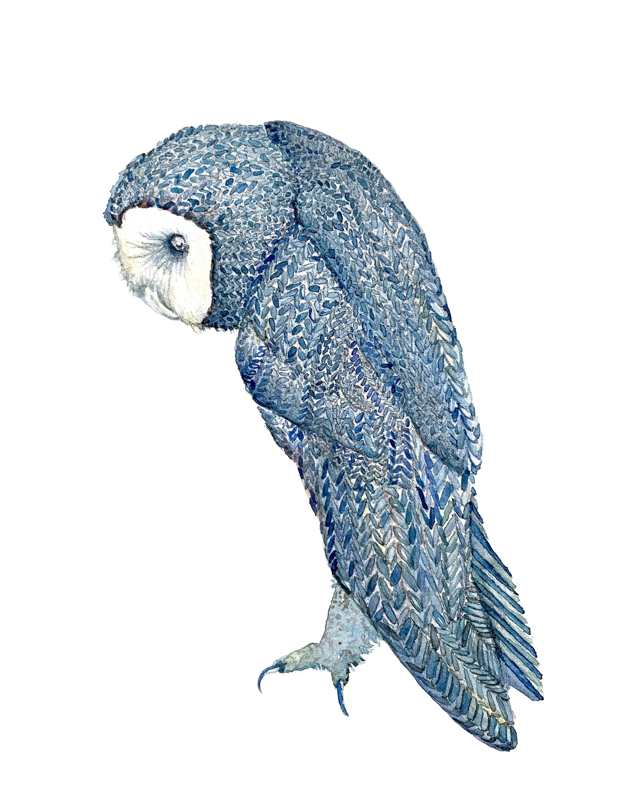 Tracy Bull : Illustration