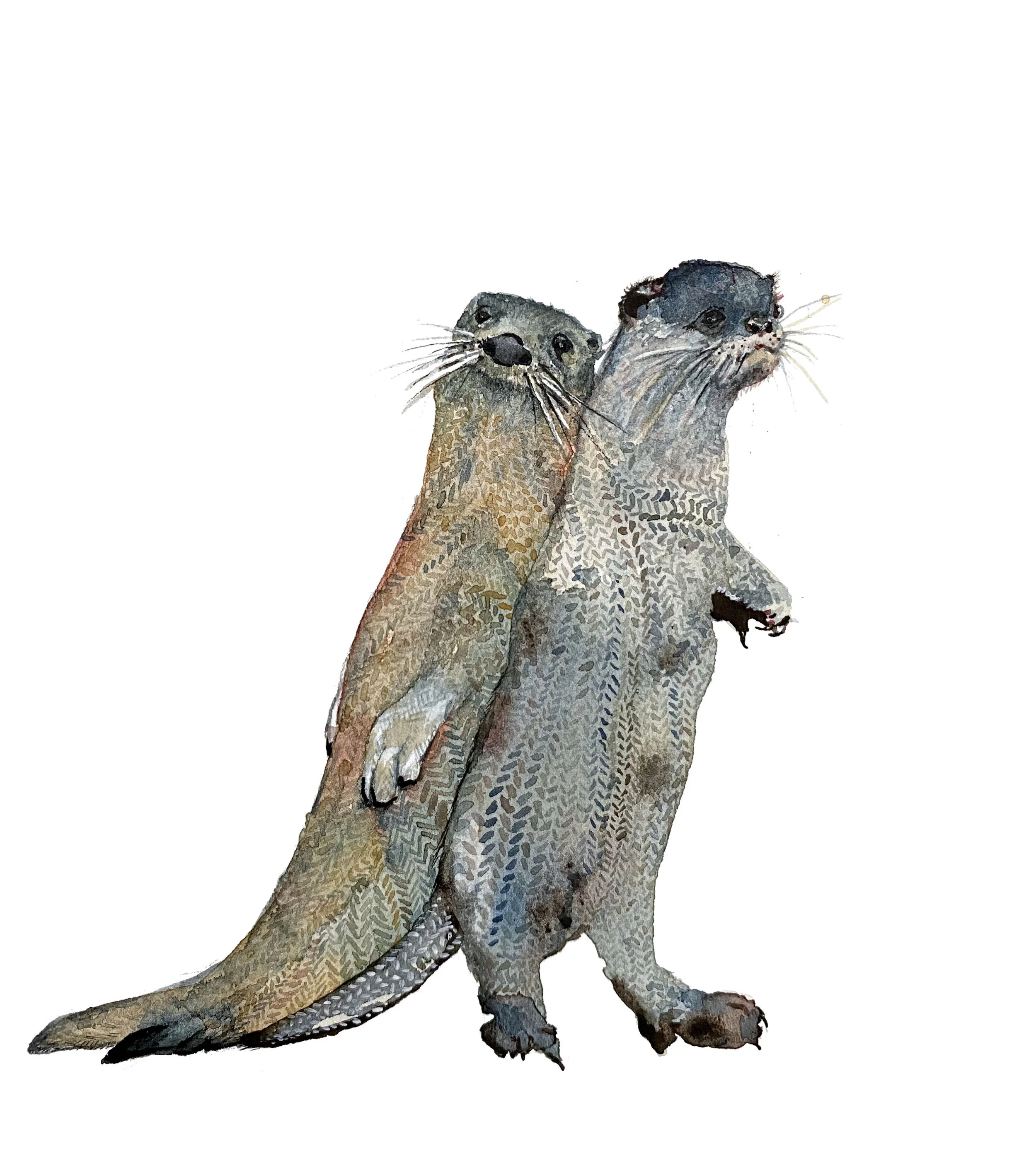 Tracy Bull : Illustration