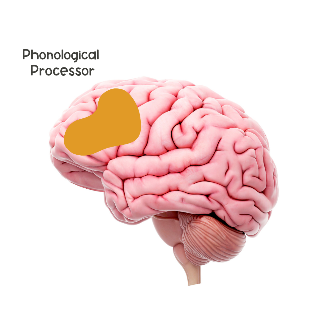 How our Brains Learn to Read — Literacy Edventures