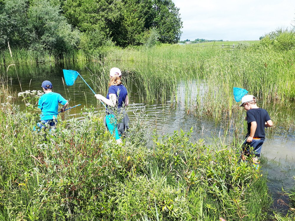 Therapeutic Groups — Fiddlehead Care Farm