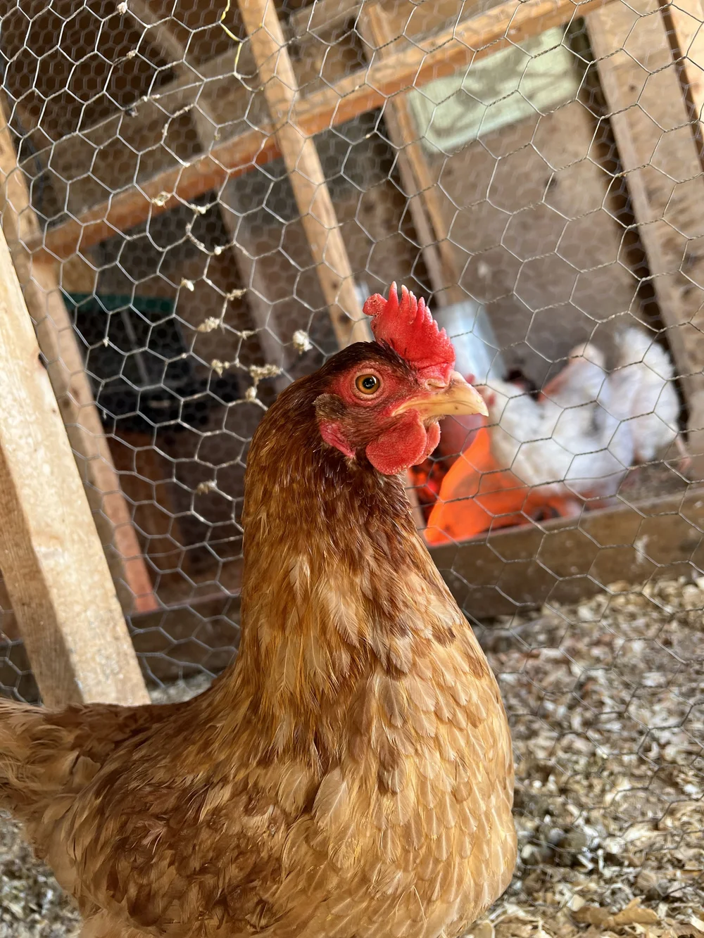 Gallery 3 — Fiddlehead Care Farm