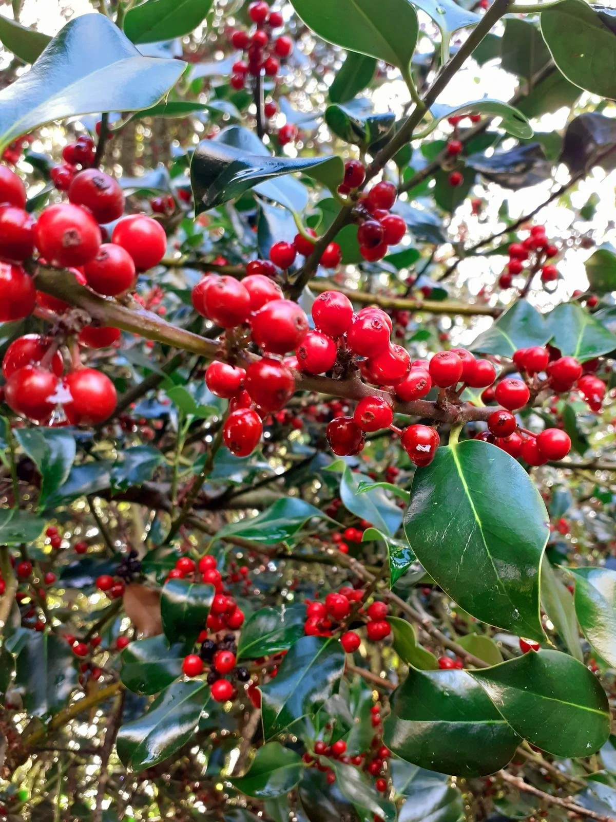 Places to Visit — Newick Horticultural Society