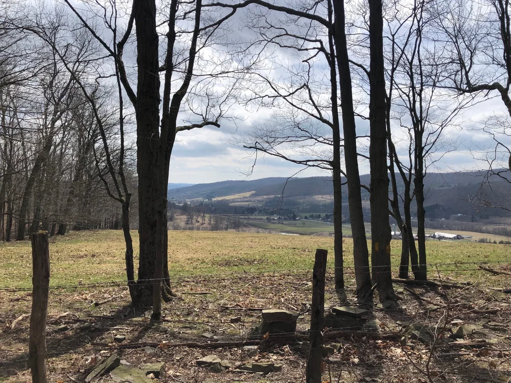 Jenksville State Forest Trails | Trails Less Traveled | Central NY