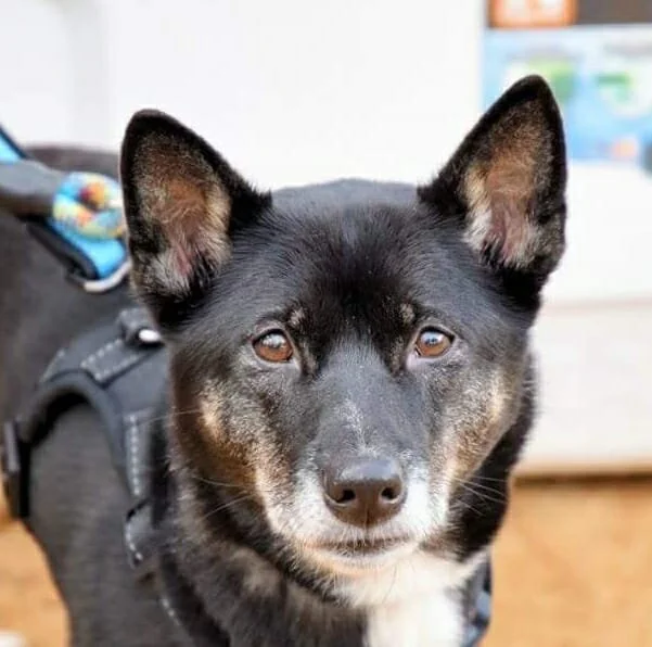 New Guinea Singing Dog Breed Breed Standard — New Guinea Singing Dog ...
