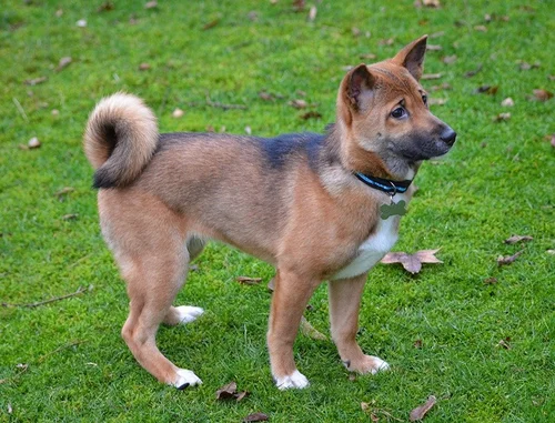 New Guinea Singing Dog Breed Breed Standard — New Guinea Singing Dog ...