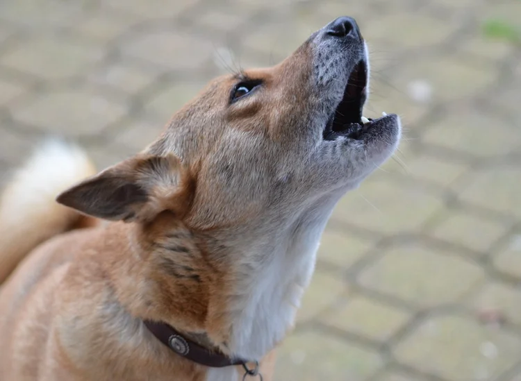 New Guinea Singing Dog Breed Profile — New Guinea Singing Dog Club of ...