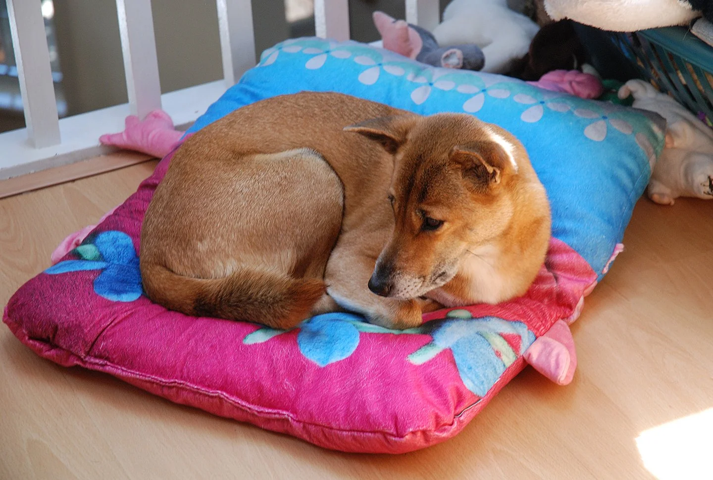 New Guinea Singing Dog Breed Breed Standard — New Guinea Singing Dog ...