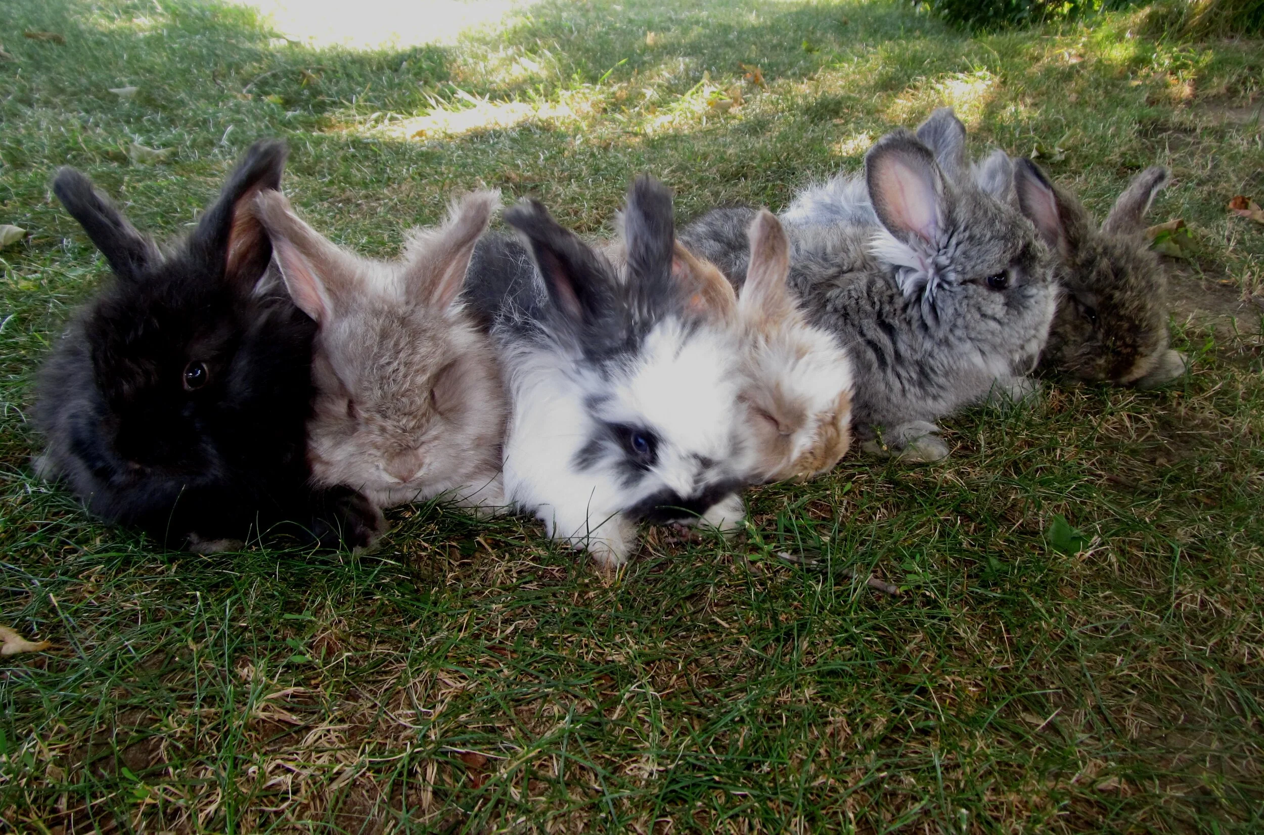 Baby English Angora Rabbit