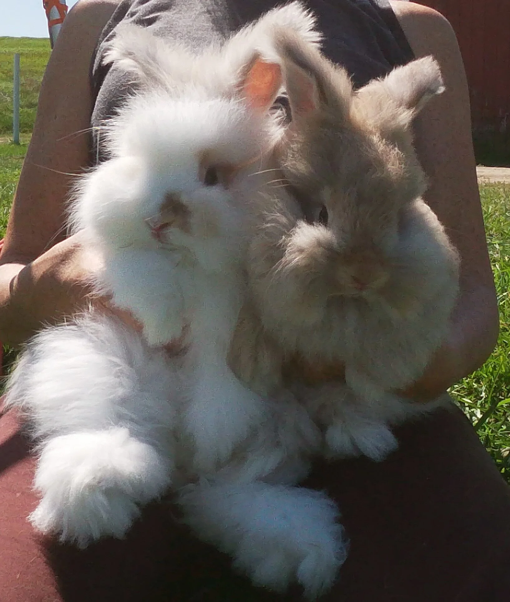 Baby English Angora Rabbit