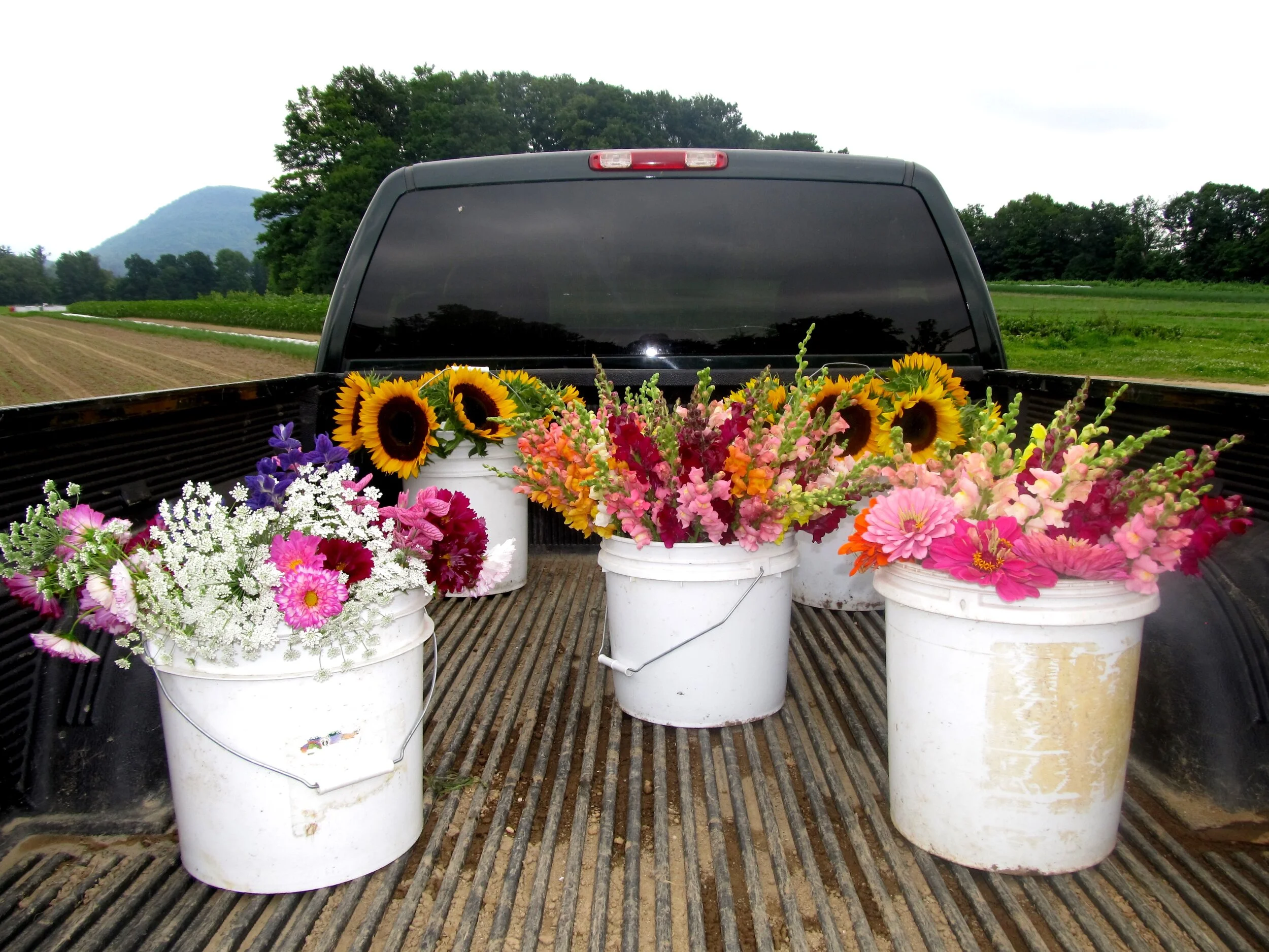 Flowers — Full Moon Farm