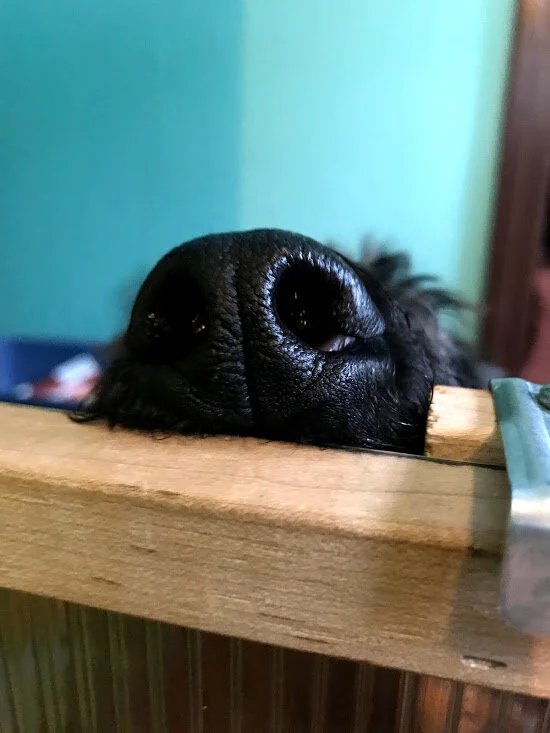 Services — Pup North - A Pet Lodge