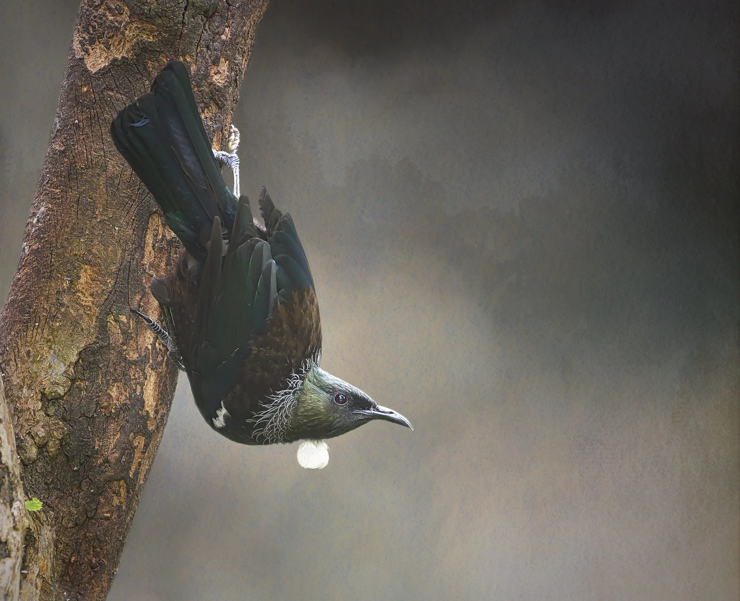 Gallery 3 — Ecosystems Photography
