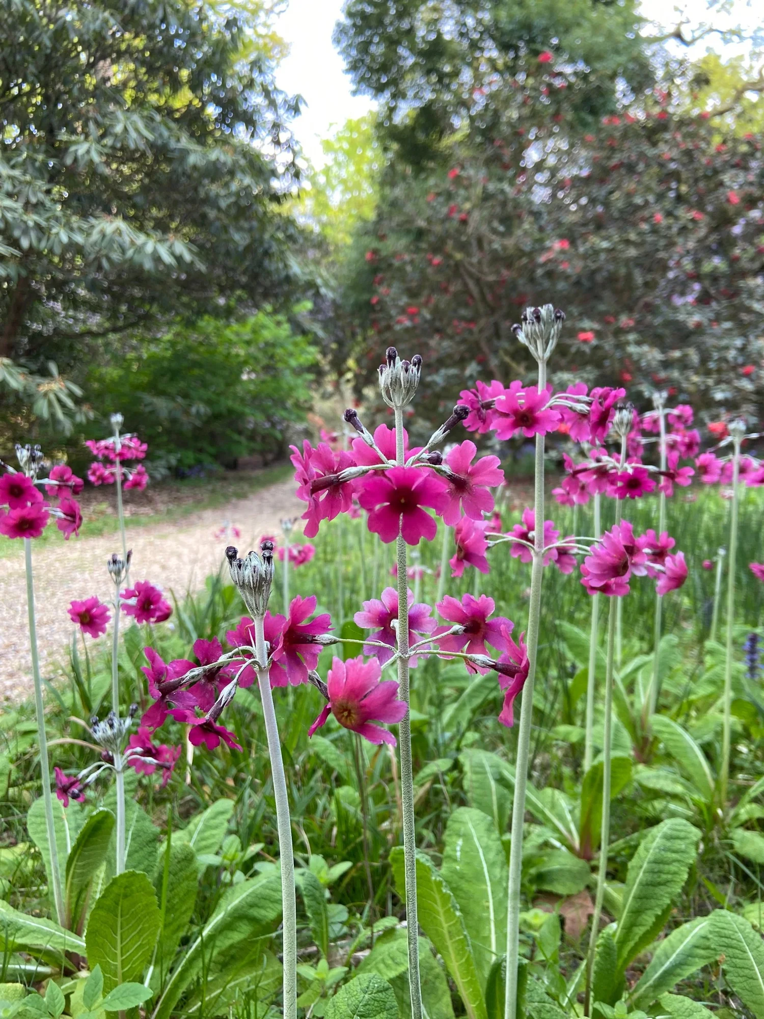 Garden Gallery — High Beeches Woodland & Water Garden