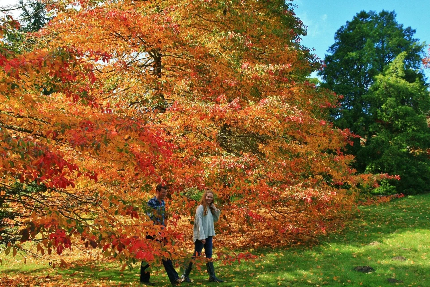 Visitor Information — High Beeches Woodland & Water Garden
