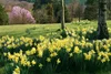 High Beeches Woodland and Water Garden | West Sussex