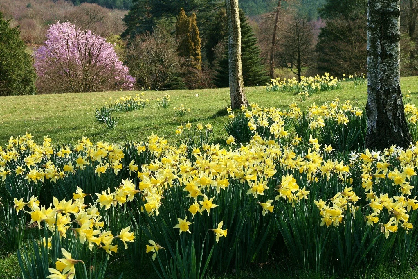 High Beeches Woodland and Water Garden | West Sussex
