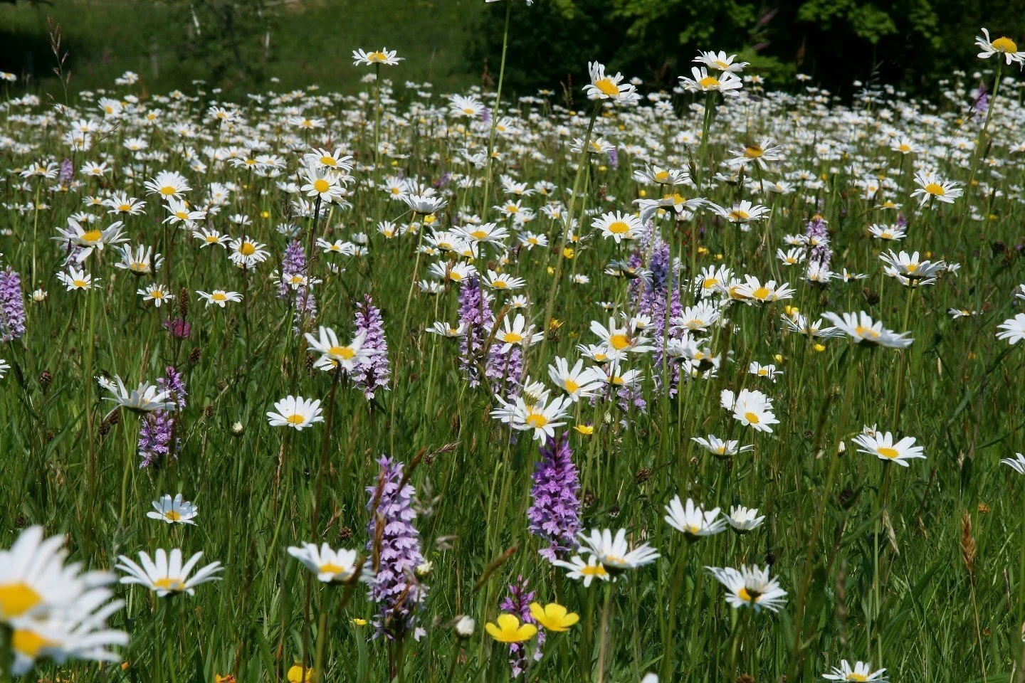 High Beeches Woodland and Water Garden | West Sussex